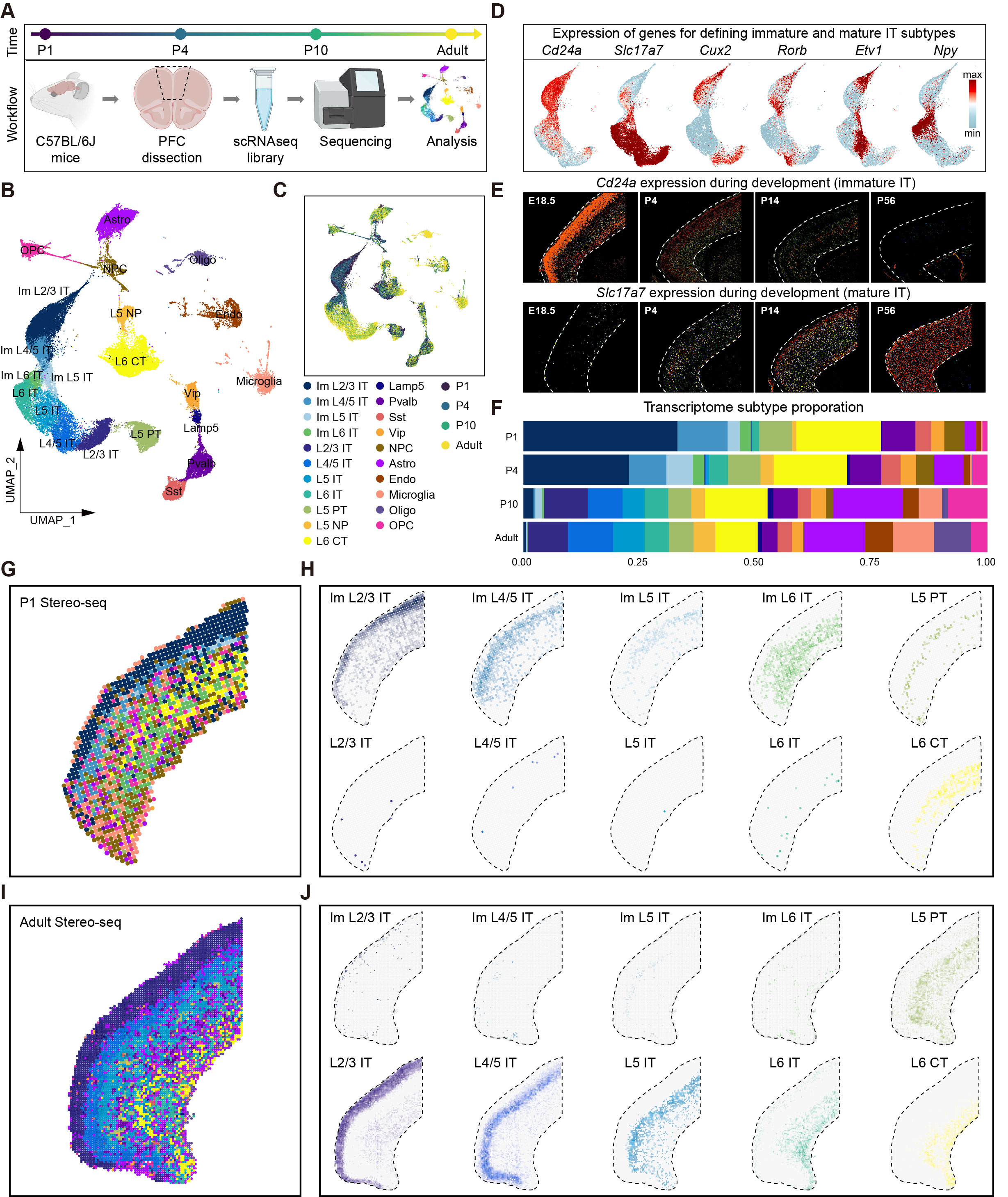 A single-cell spatiotemporal transcriptomic atlas of mouse prefrontal ...