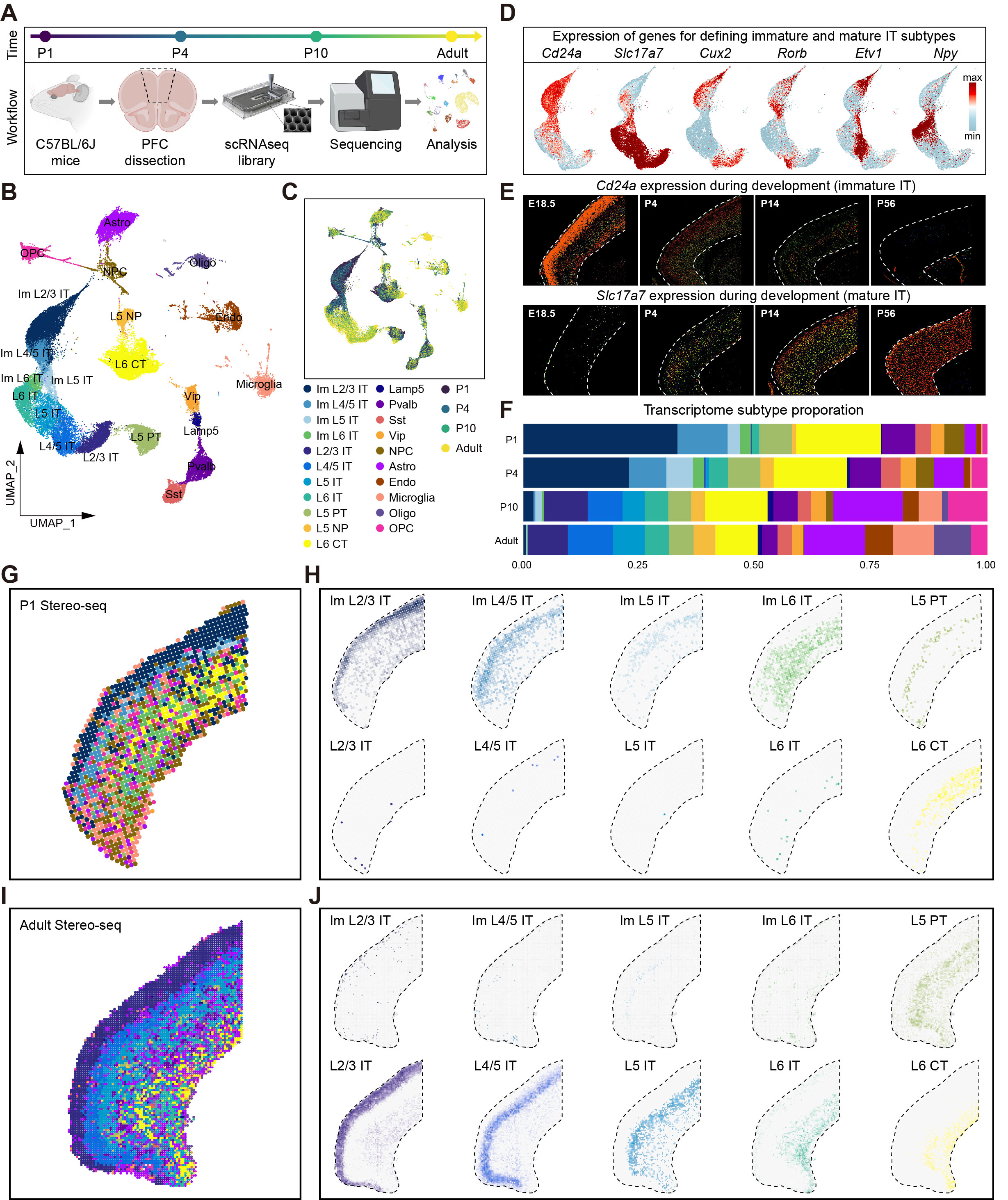 Spatiotemporal molecular and cellular dynamics of intratelencephalic neurons in mouse prefrontal ...